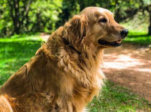 Medium Dog Breeds - 10 Best Medium-Sized Dogs - DogBreedo