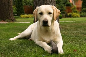 Labrador Puppy Price in India | Is it worth it?