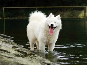Samoyed Dog Price In India - Characteristics And Health