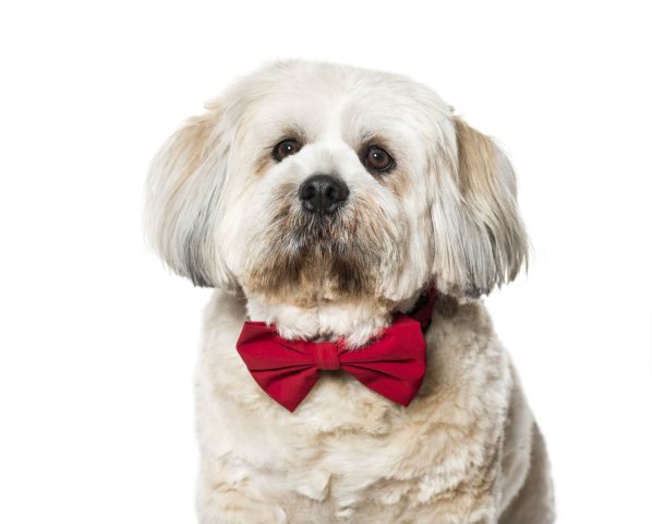 Lhasa Dog Price In India - Features & Appearance