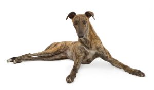 Greyhound Price in India | Appearance & Temperament