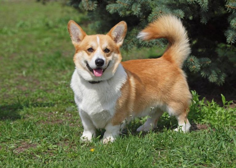 Pembroke Welsh Corgi Dog Price in India | Appearance and Characteristics