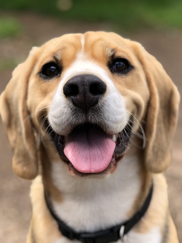 10 Funny Dog Names For Your Amusing Pet Dogbreedo