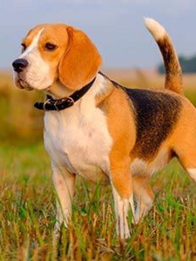 10 Best Dog Names That Start With Q Dogbreedo 10-best-dog-names-that-start-with-q-dogbreedo