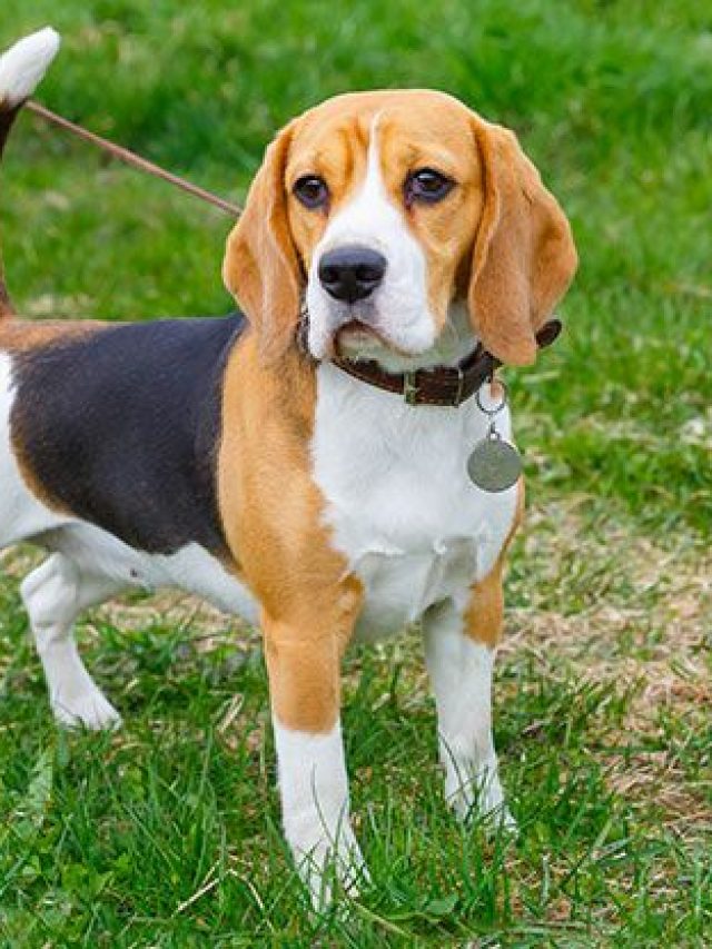 Best Spanish Dog Names For Your Pooch - Dogbreedo.com