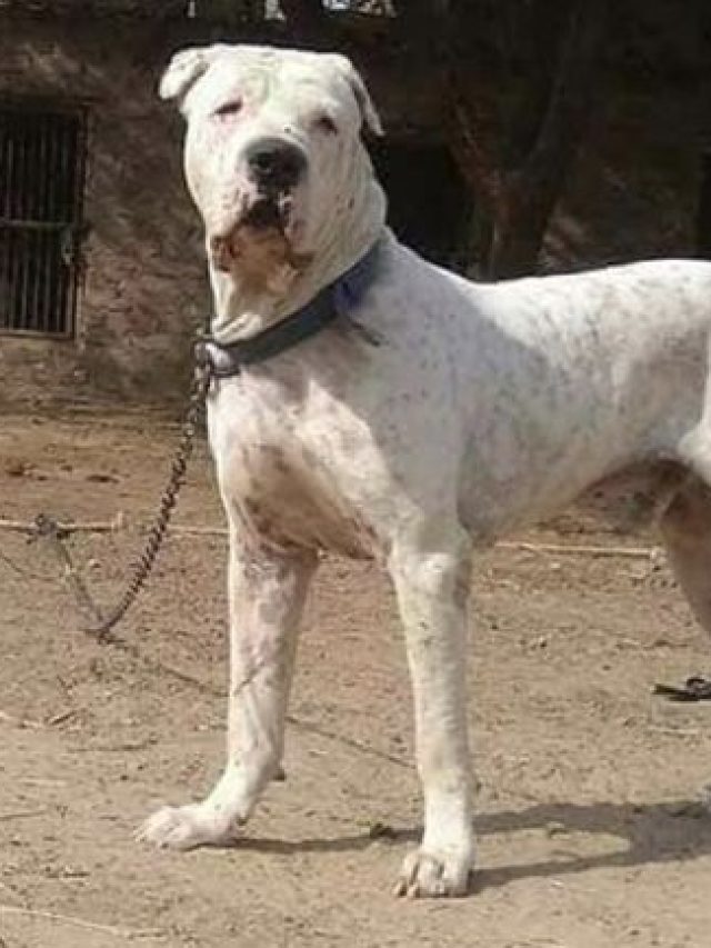 White Bully Kutta