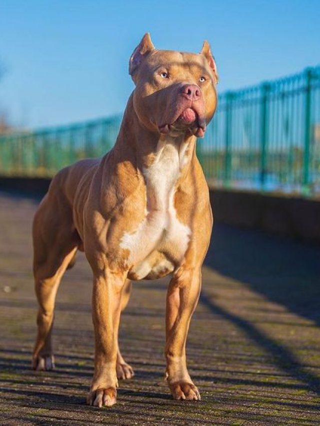 Pitbull Red Nose Muscle