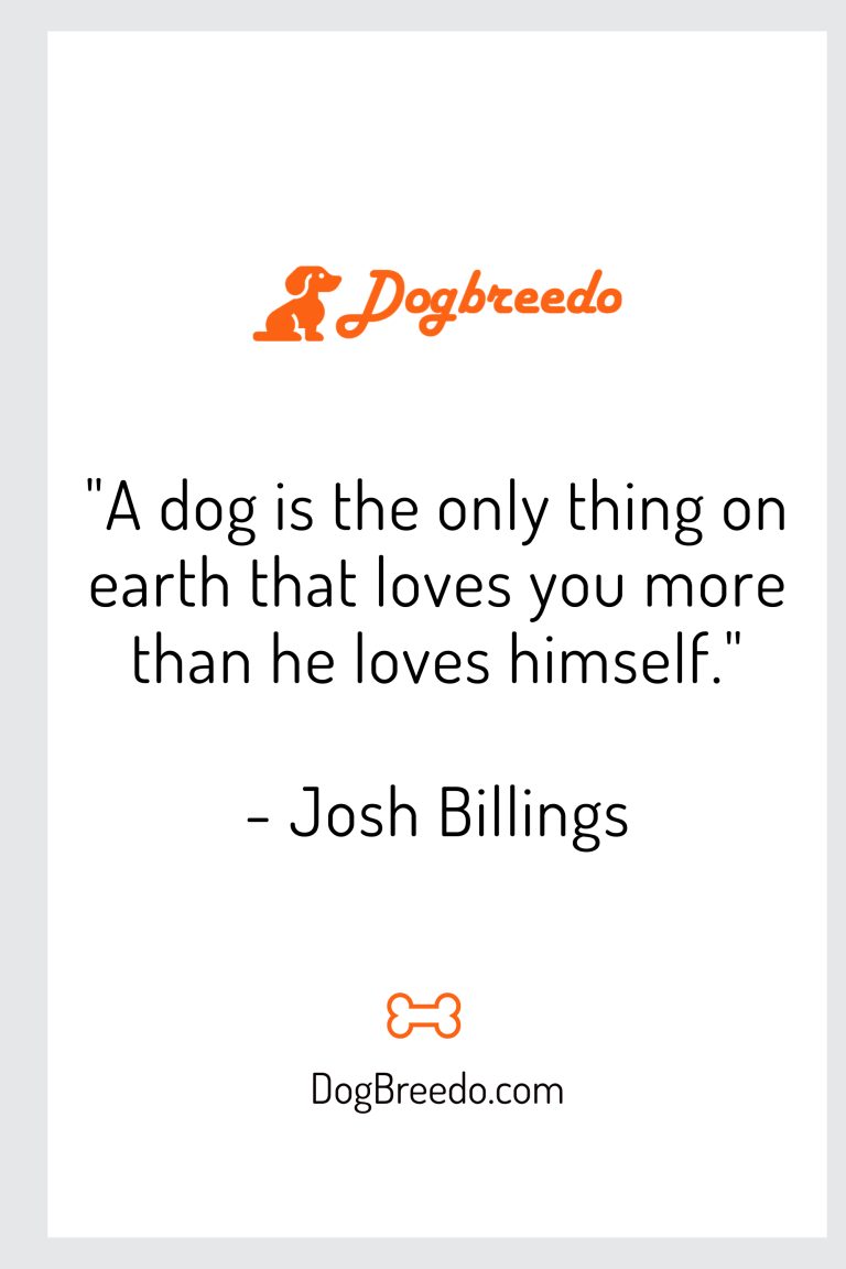 30 of the Best Dog Quotes that are Pawsitively Inspiring - Dogbreedo