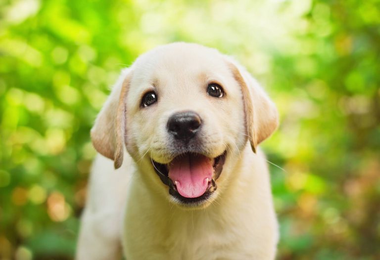 30 of the Best Dog Quotes that are Pawsitively Inspiring - Dogbreedo