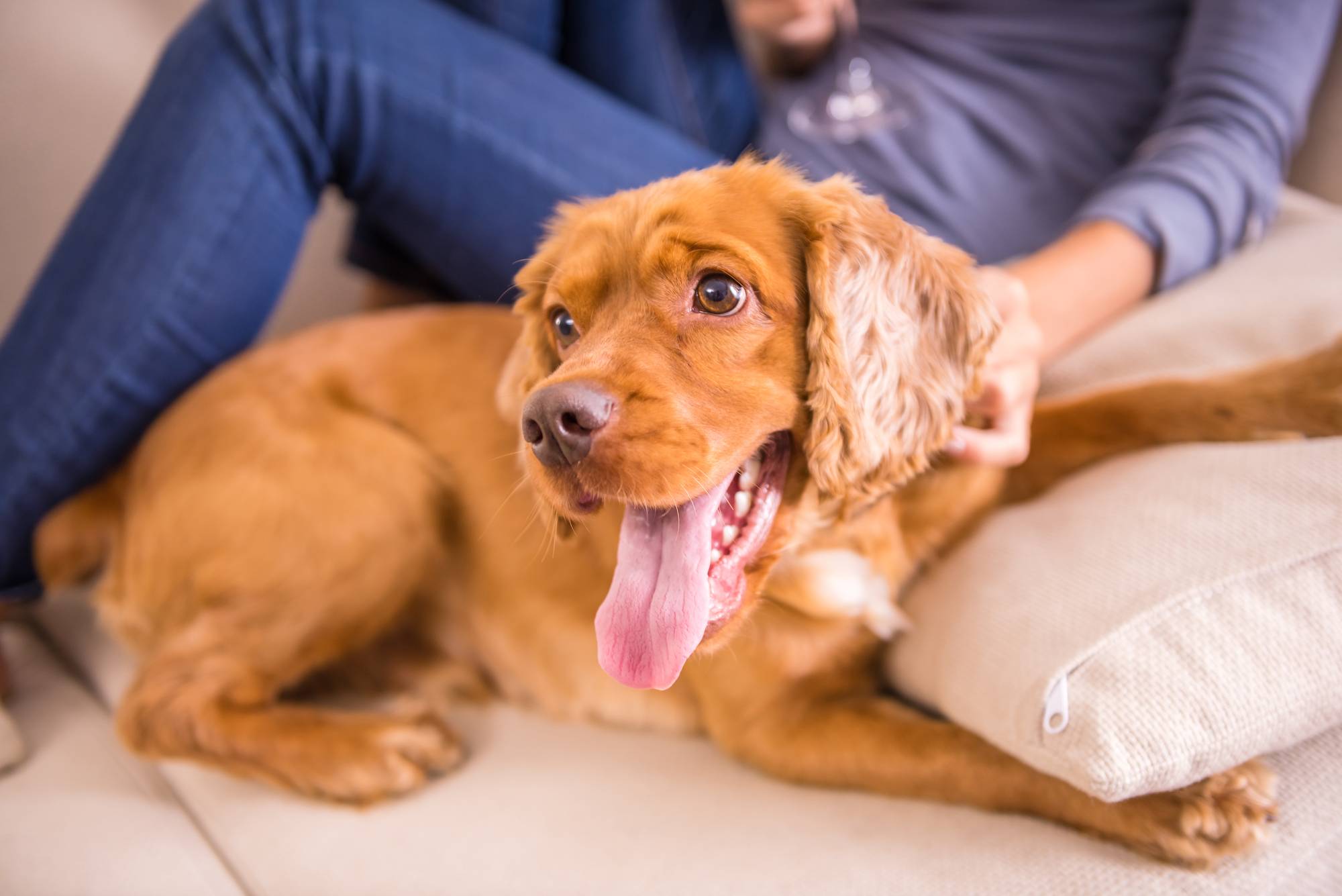 Brown Dog Names Finding The Perfect Moniker For Your Furry Friend Brown Dog Names Finding The Perfect Moniker For Your Furry Friend