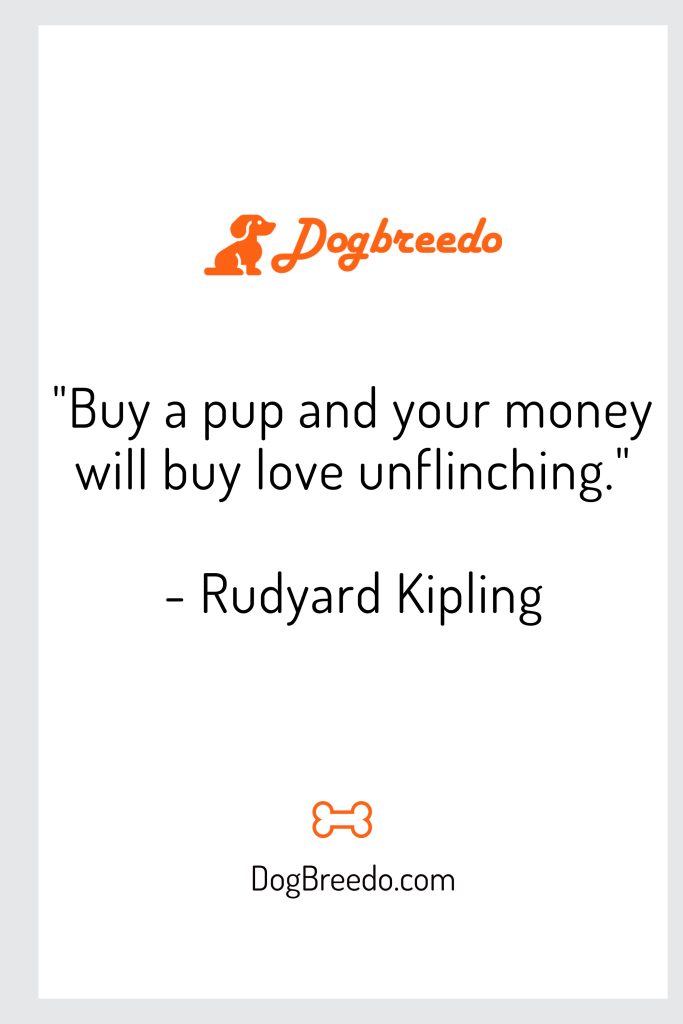 30 of the Best Dog Quotes that are Pawsitively Inspiring - Dogbreedo