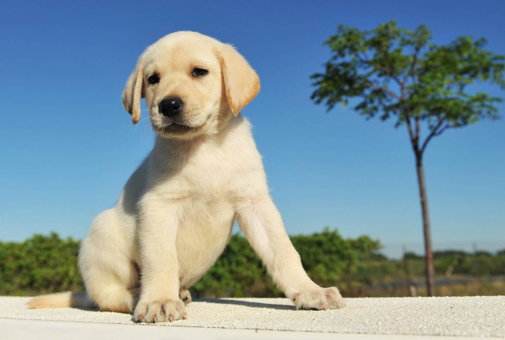 150 Cute Dog Names for Your New Puppy - DogBreedo