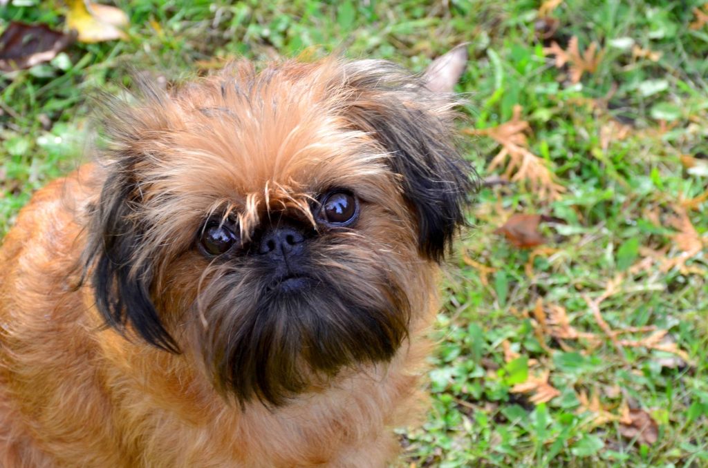 Doctor Who Dog Names: Unleash Whovian Charm for Your Canine Companion