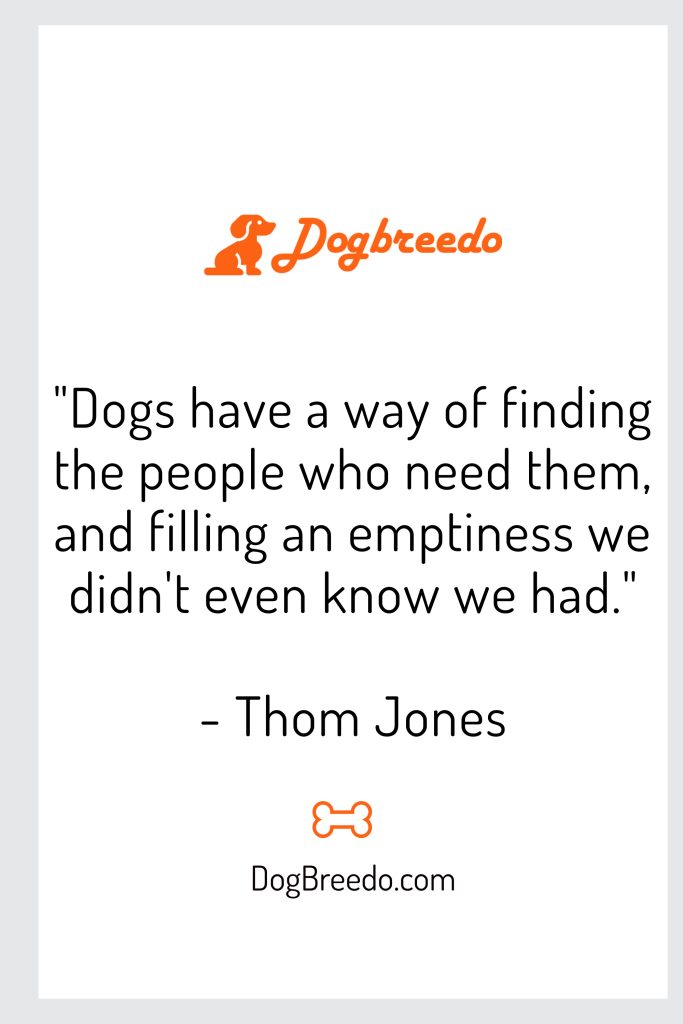 30 of the Best Dog Quotes that are Pawsitively Inspiring - Dogbreedo