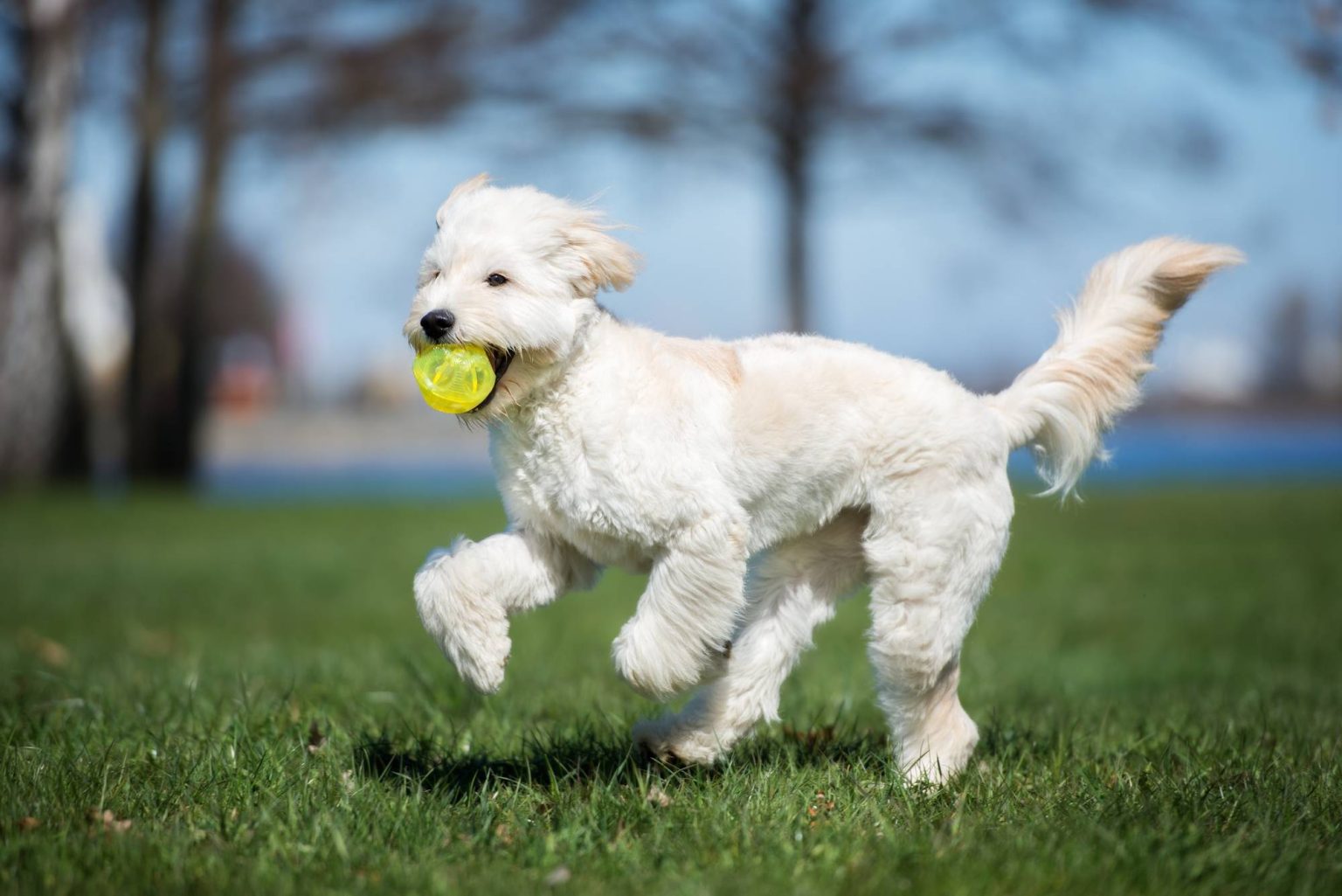 Labradoodle Dog Breed Information, Characteristics & Cost - Dogbreedo