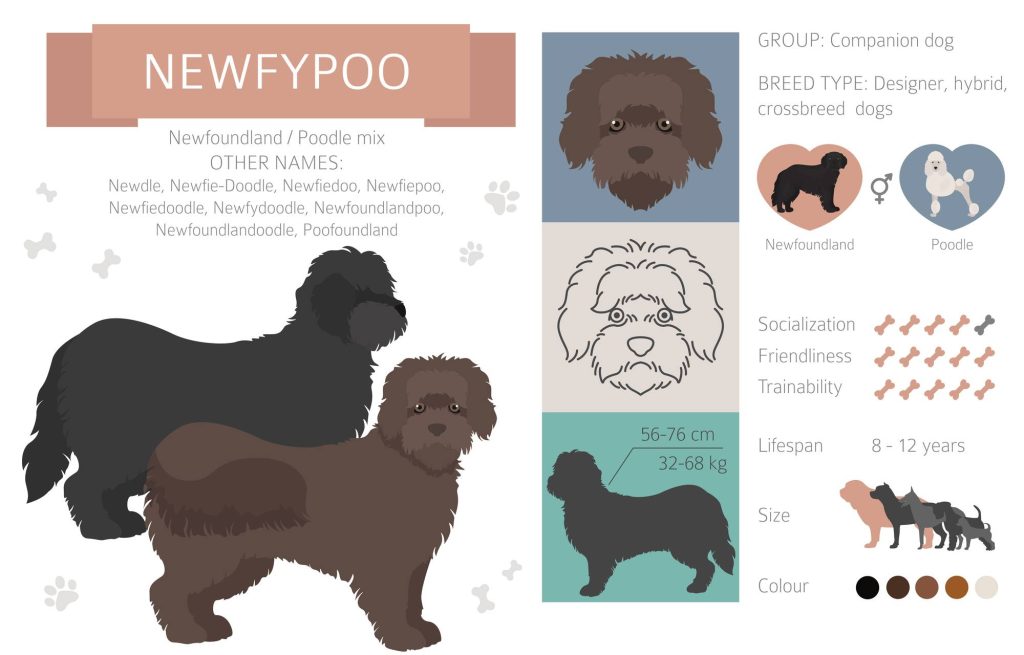 Newfypoo Dog Breed Information, Characteristics & Cost