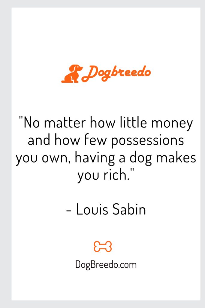 30 of the Best Dog Quotes that are Pawsitively Inspiring - Dogbreedo